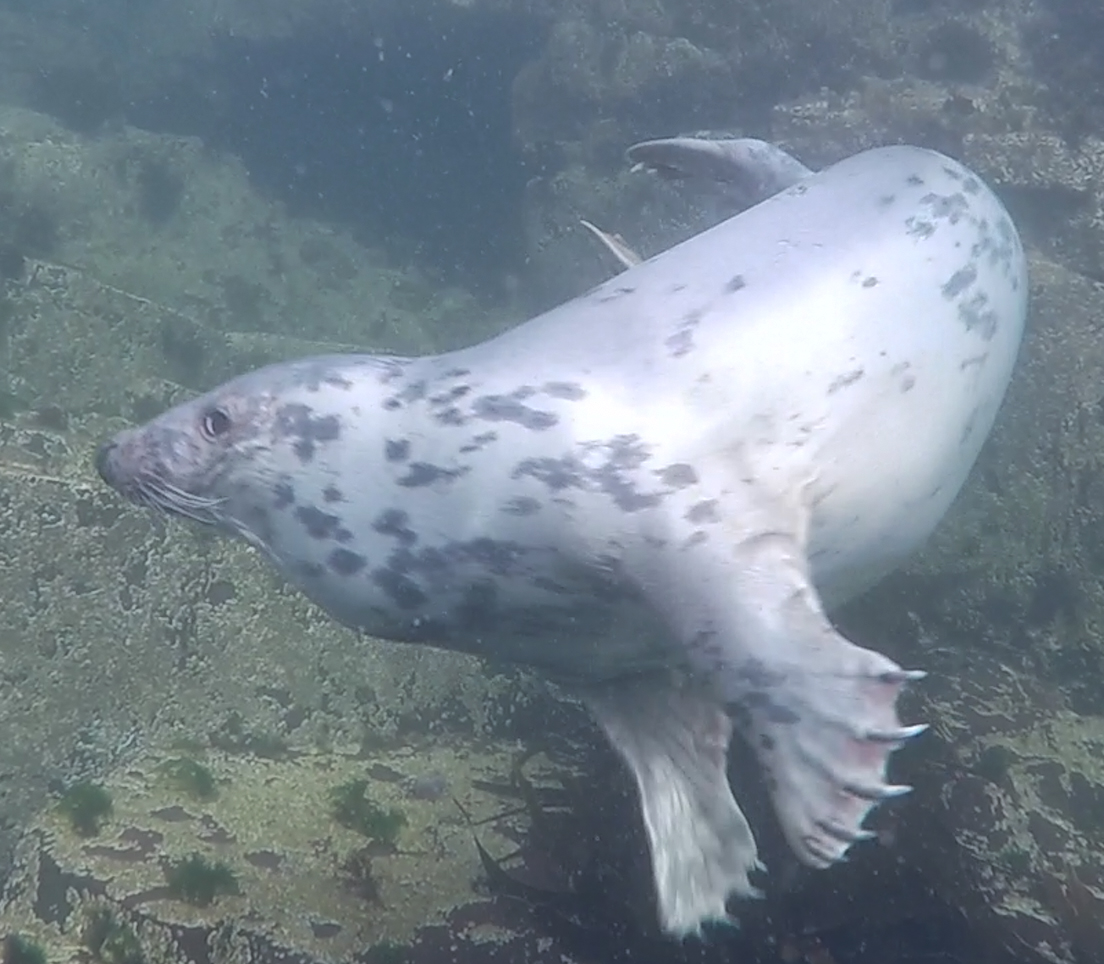 The evolution of swimming in tetrapods // MorphoSource