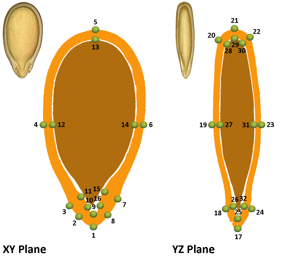 3D micro-CT of the oldest Citrullus seeds from Libya and Egypt compared ...