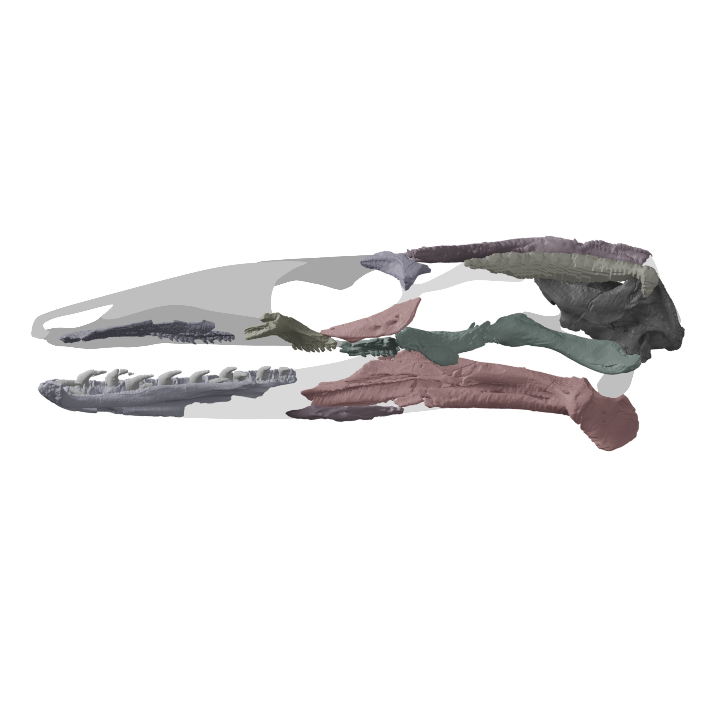 Mosaic anatomy in an early fossil squamate // MorphoSource