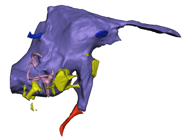 Braincase and Neuroanatomy of Ceratosuchops inferodios (IWCMS 2014.95.1 ...