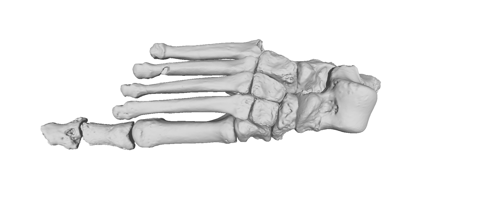 3D Reconstruction of the Homo naledi Lower Limb // MorphoSource